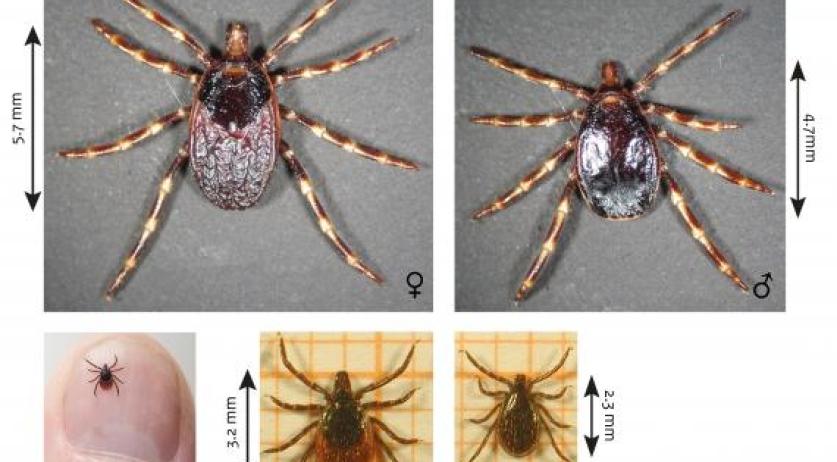 Giant Hyalomma tick spotted again in Netherlands | NL Times
