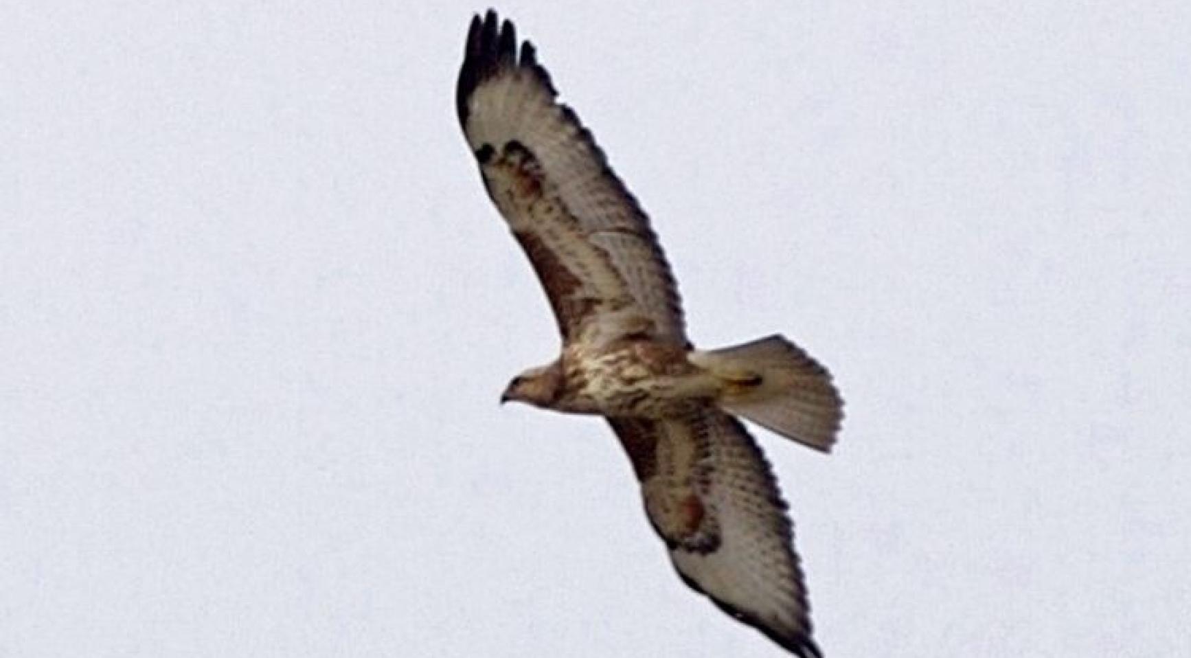 Angry buzzard terrorizing Drenthe cyclist | NL Times