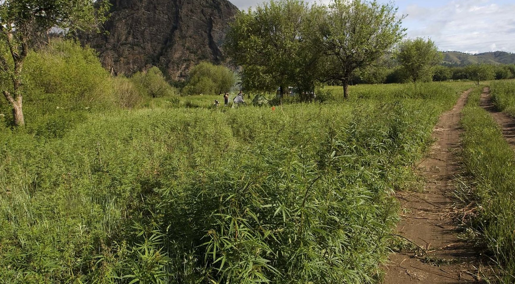 Limburg farmers to use drones to find cannabis fields | NL Times