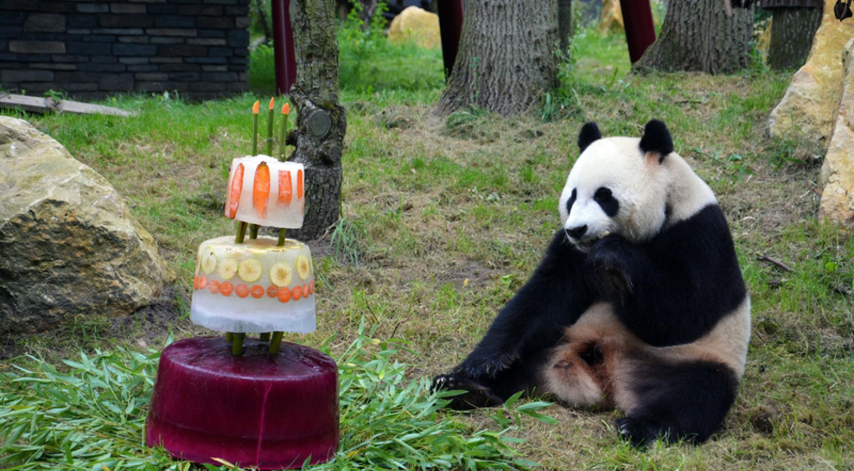 Giant pandas celebrate their birthday with giant ice cake | NL Times
