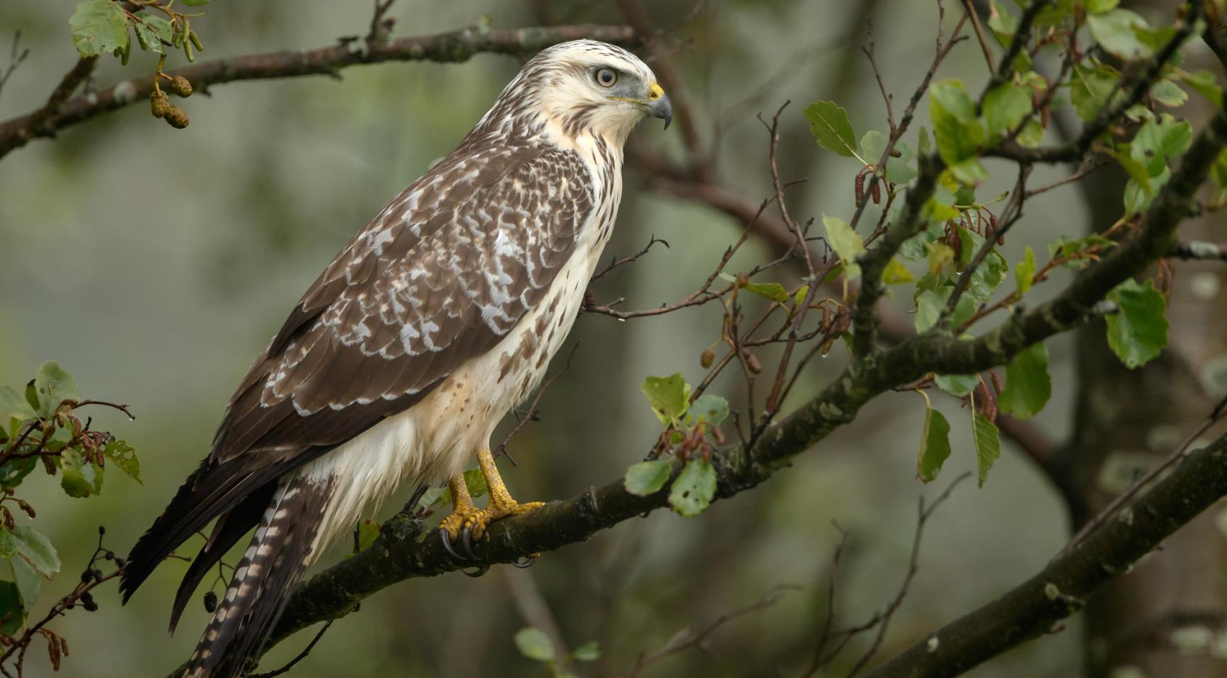 Aggressive buzzard attacking joggers in Emmen | NL Times