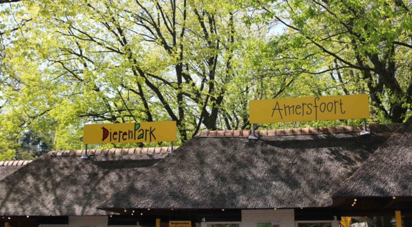 Two chimpanzees killed after escape from Amersfoort Zoo | NL Times