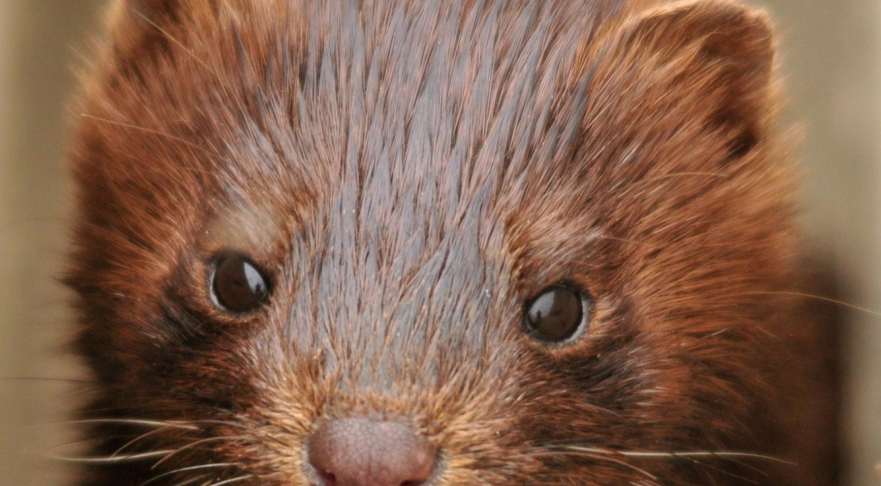 MP’s unanimously approve early ban on mink farming | NL Times