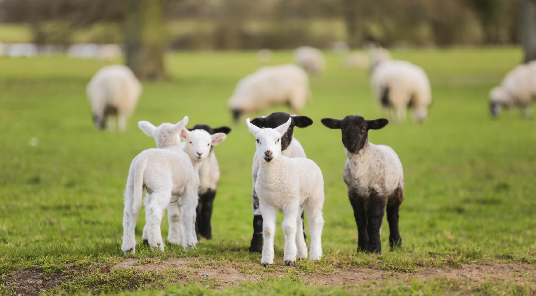 Deformed lambs born throughout Netherlands | NL Times