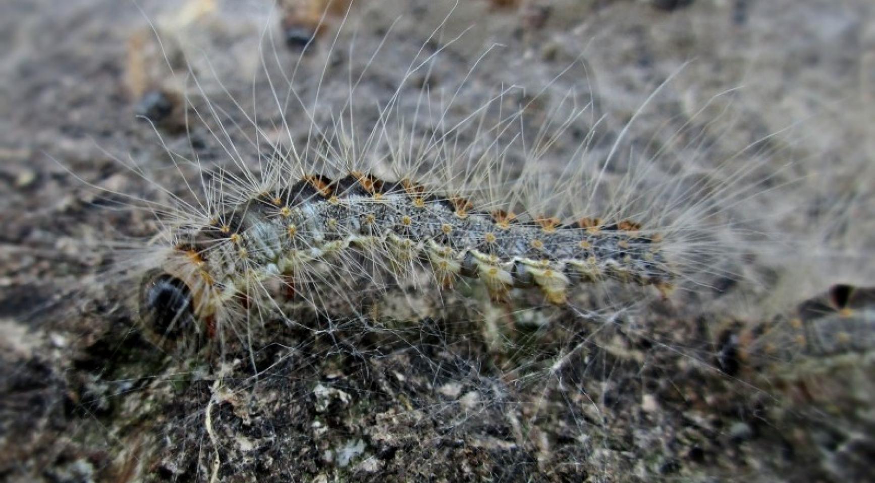 Little nuisance expected from poisonous caterpillars next year | NL Times