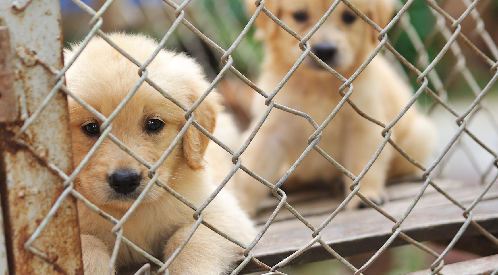 Dodgy dog breeder in Eersel got dogs again despite ban on breeding | NL ...