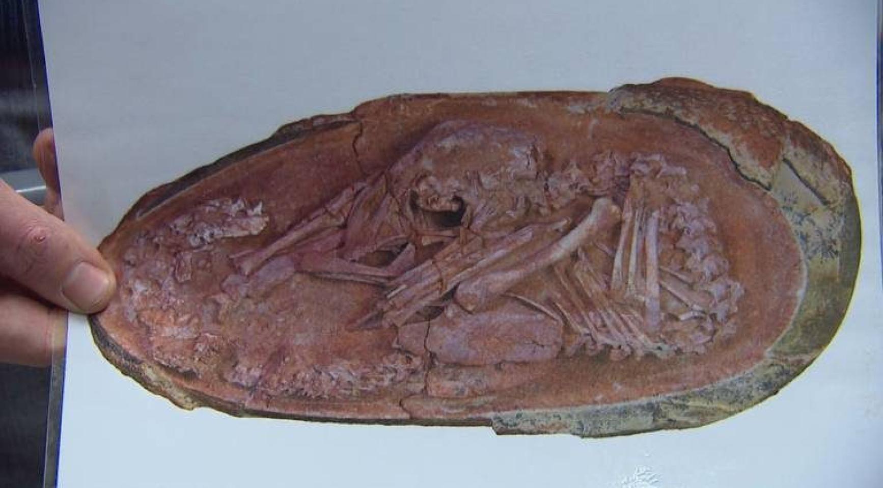 Paleontologist: dinosaur embryo scanned in Dutch hospital can teach us ...