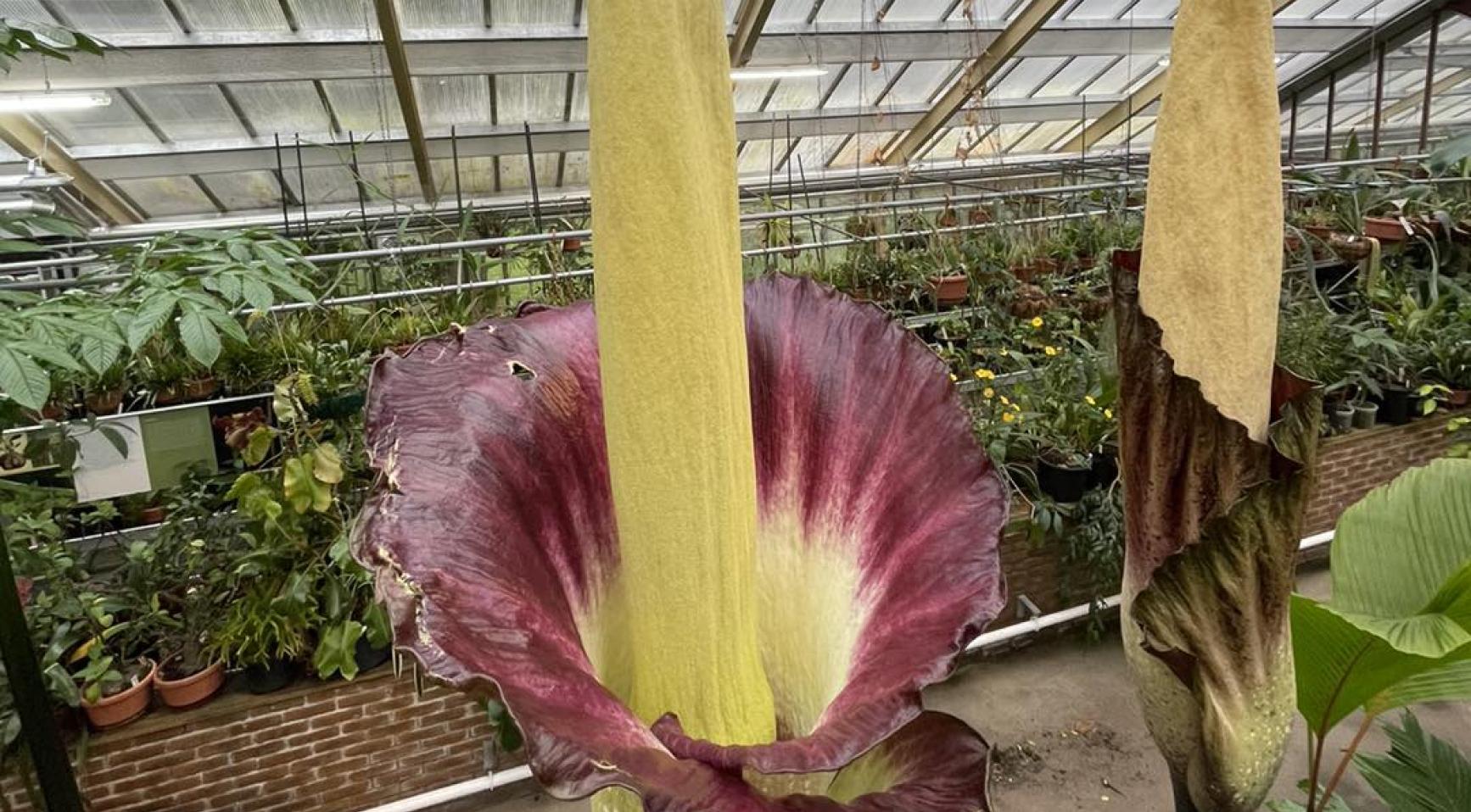 Video: Another giant penis plant blooming in Leiden; Third in three ...