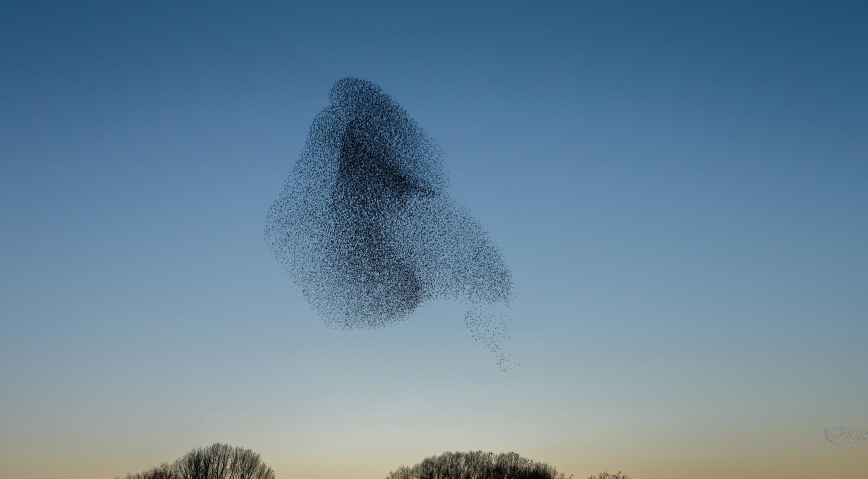Starlings put on nightly show above Amsterdam's Sarphatipark, but poop ...
