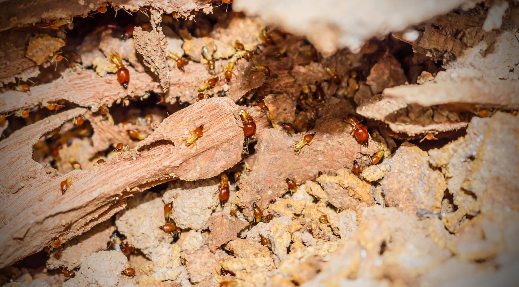 Harmful termite colonies have settled in Netherlands for first time ...