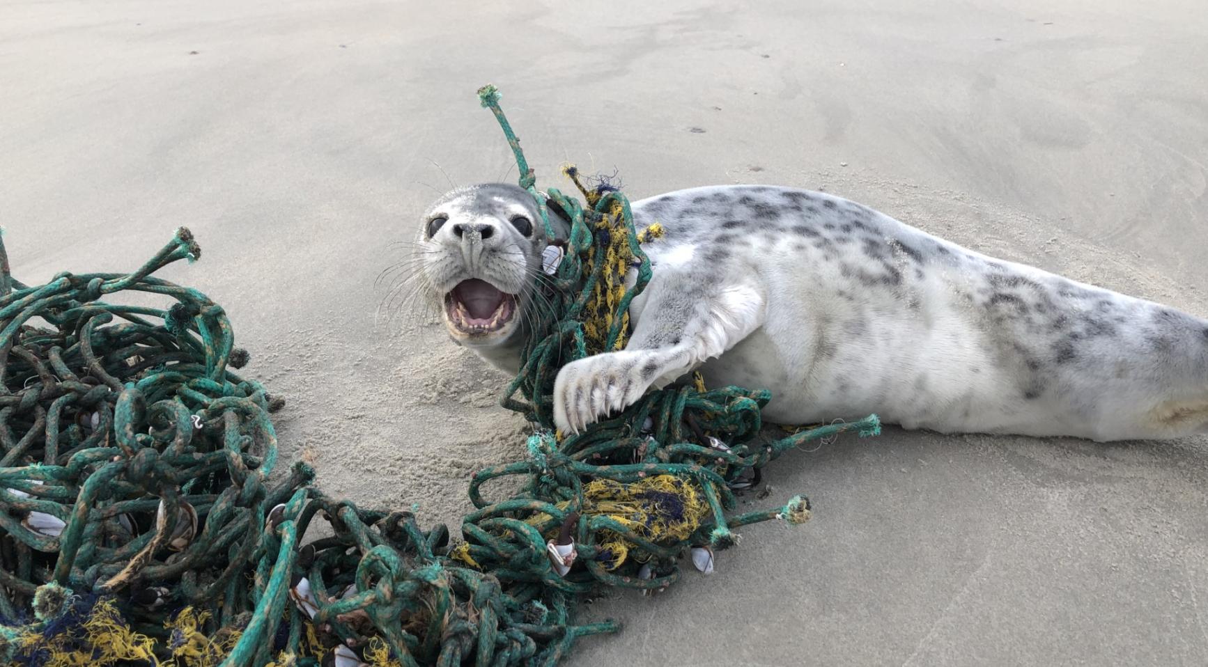 Sharp increase in seals entangled in nets, other sea pollution on Dutch ...