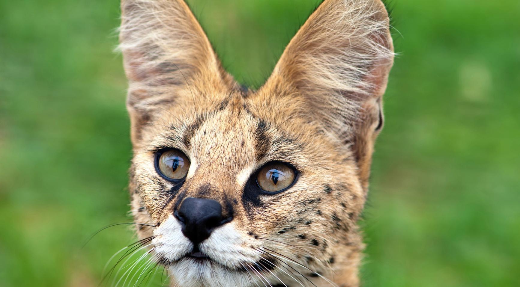 Servals still sold online despite exotic animal ban | NL Times