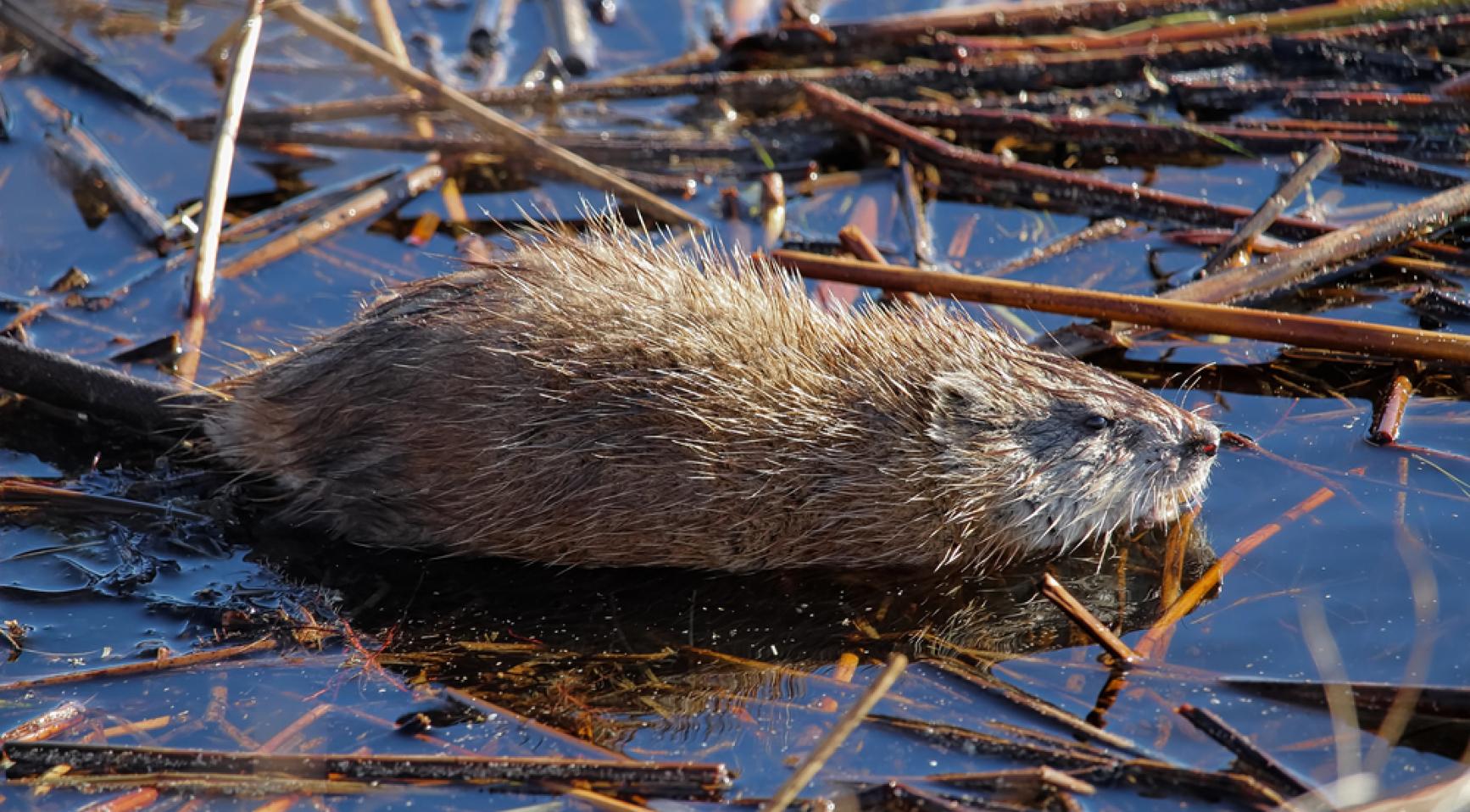 Significant increase in captures of muskrats and coypus due to rising ...