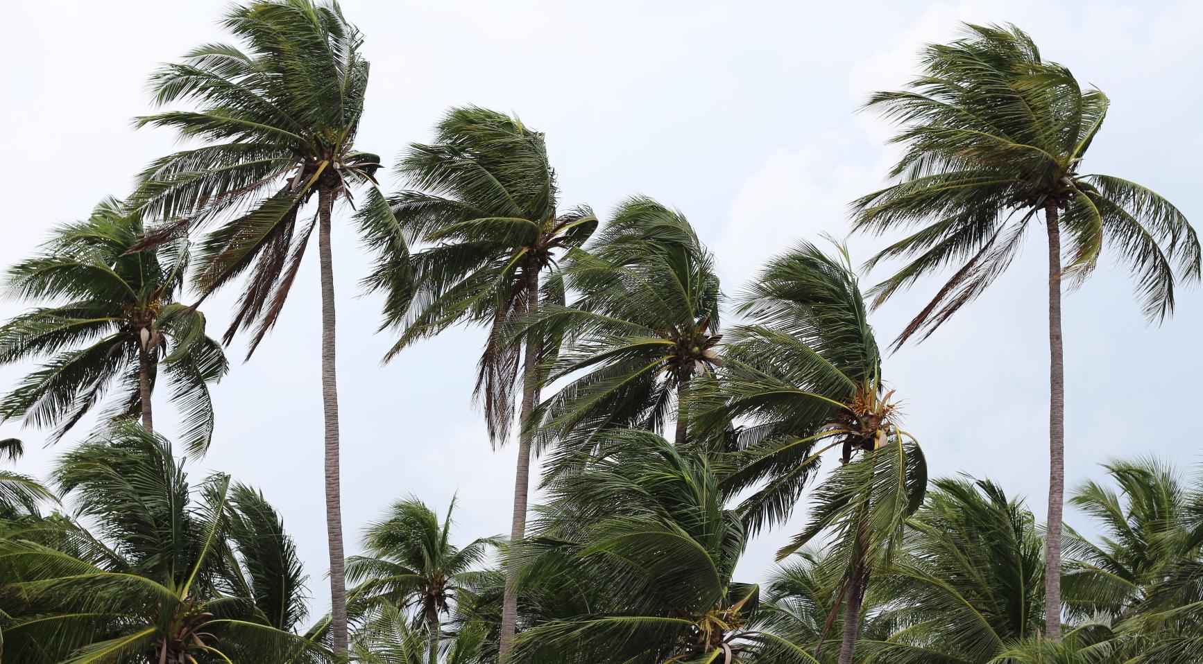 Dutch Caribbean brace as hurricane Erin strengthens after killing eight ...