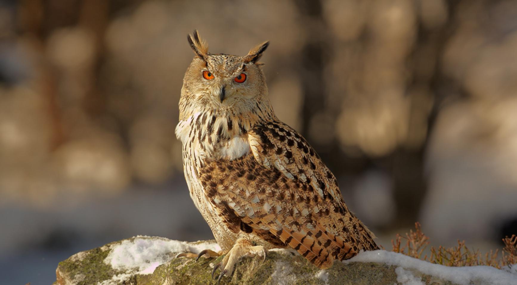 Dutch owl researcher Marjon Savelsberg wins award for owl vocalization ...