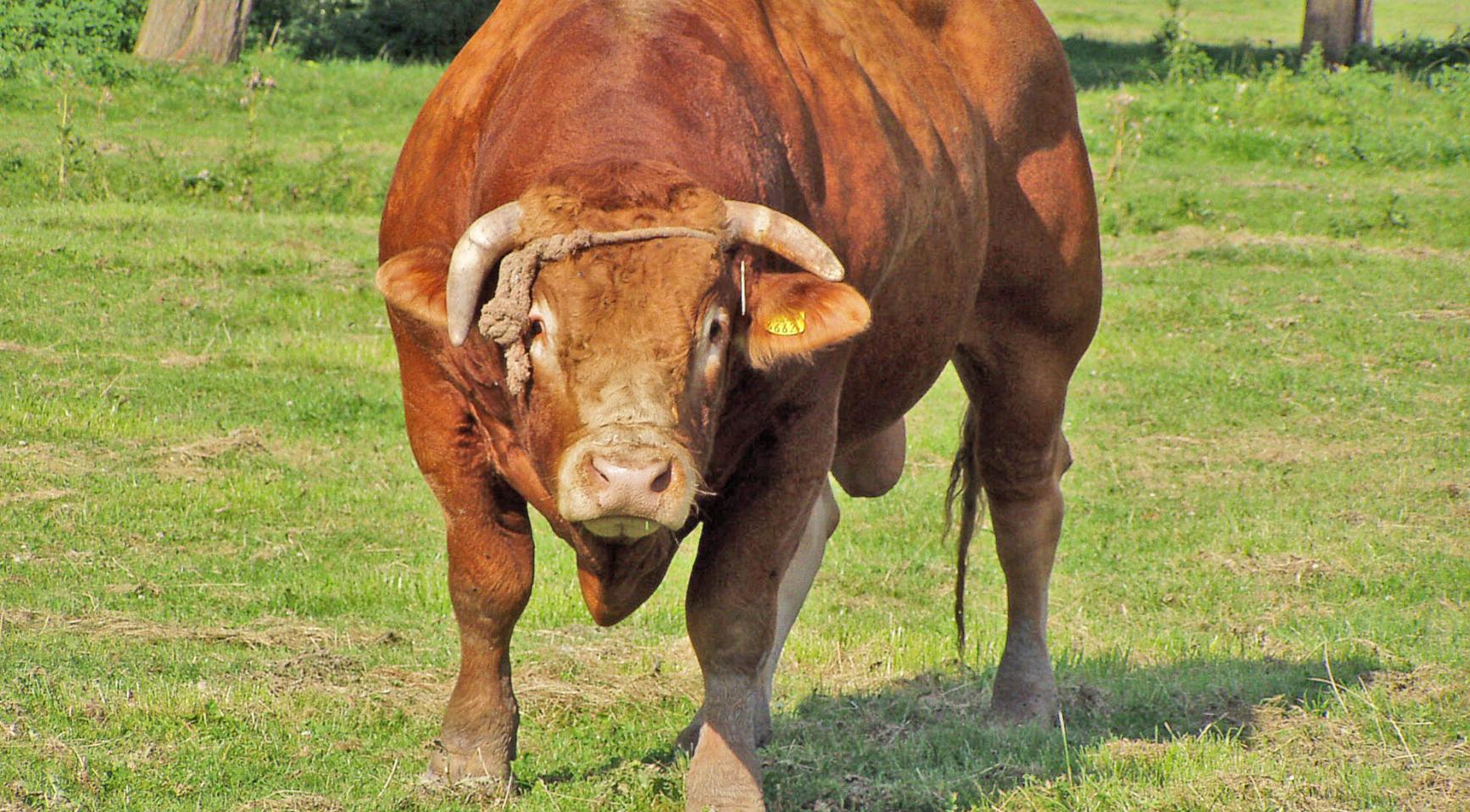 Bull escapes Dutch slaughterhouse, injures worker | NL Times