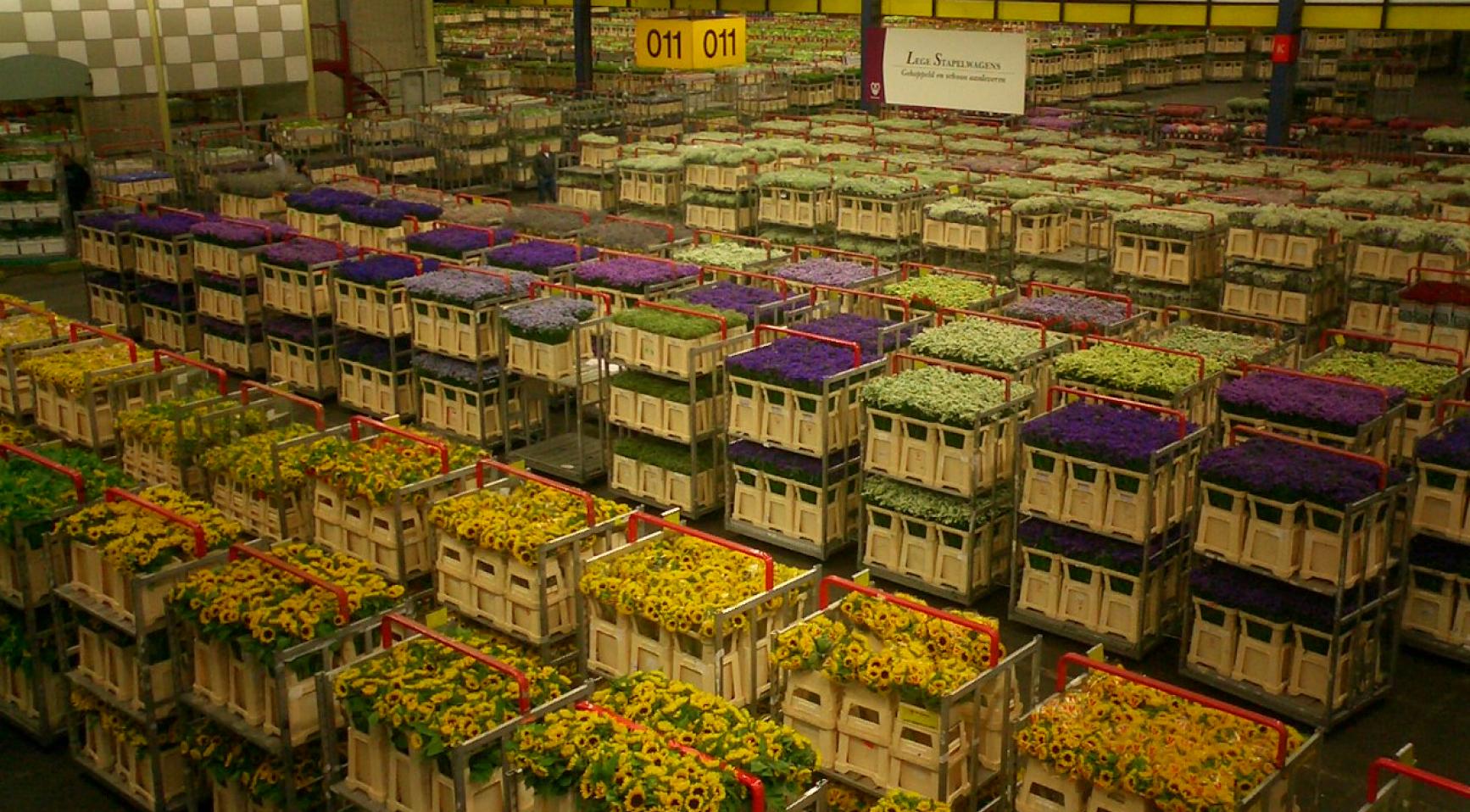 Dozens arrested in Italian mob flower auction investigation | NL Times