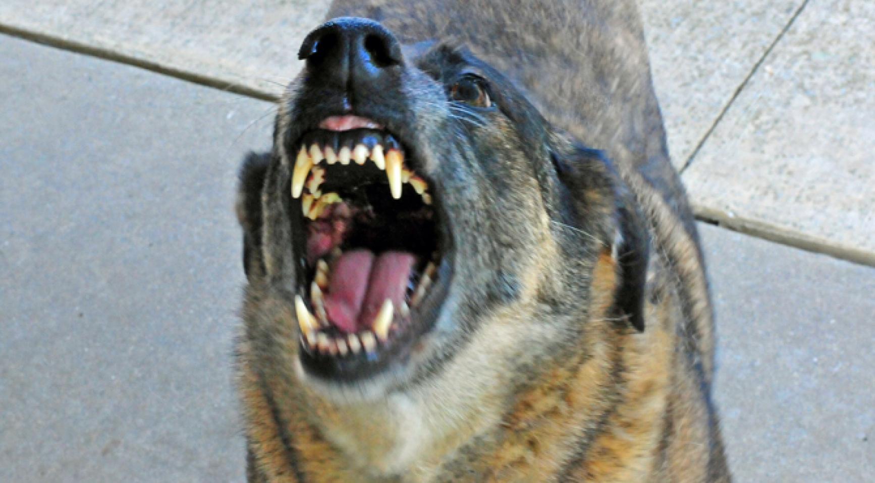 Palestinian sues Dutch attack dog trainer over Israeli police K9 bite ...