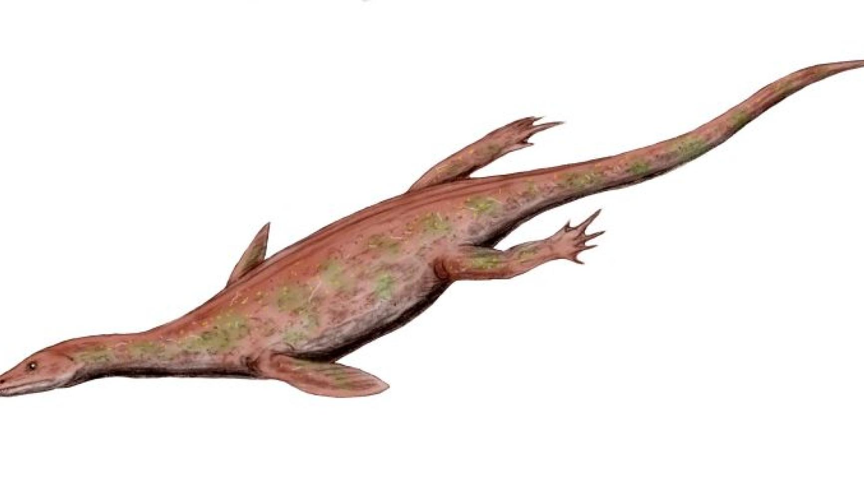 Amateur paleontologist finds lariosaurus skull in Winterswijk quarry ...