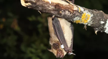 Dutch man helps solve mystery of bat species' extremely long penis | NL ...
